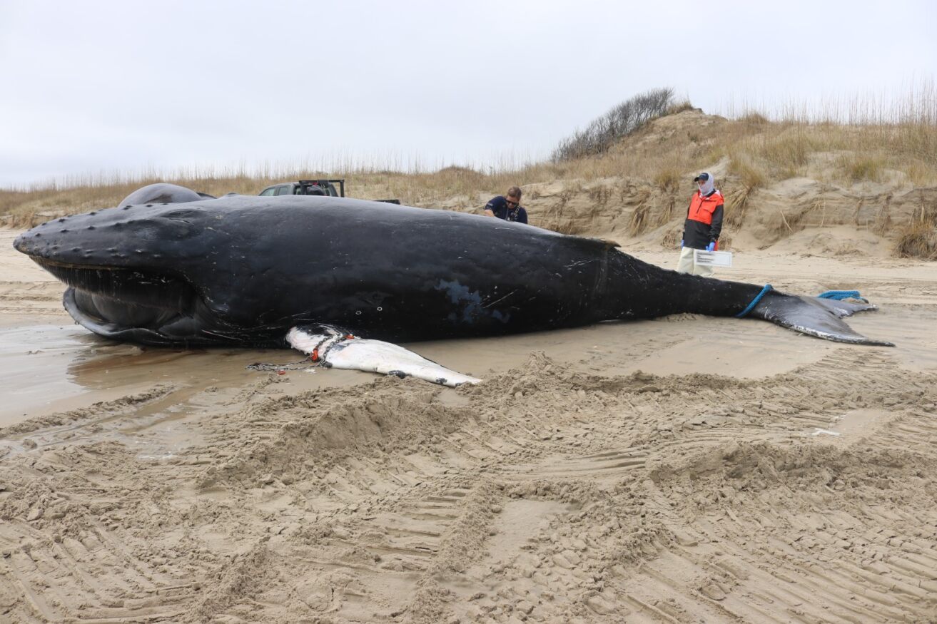 Necropsy Reveals Parallels in Virginia Beach Humpback Whale Deaths | Chesapeake Bay Magazine