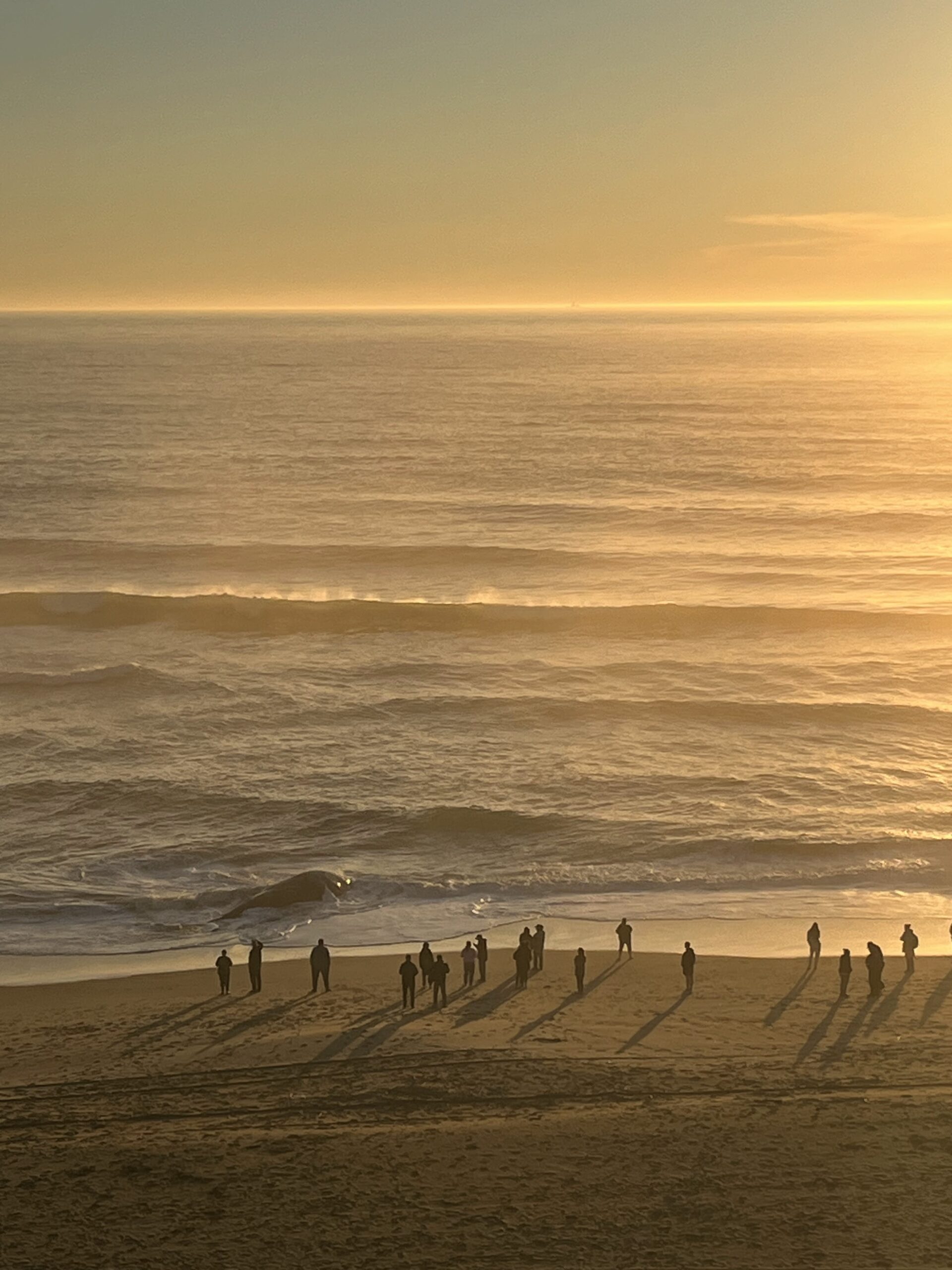Two Dead Humpback Whales Found in Virginia Beach in One Day ...