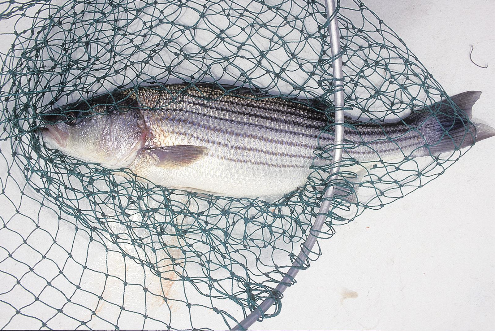 Rockfish Season in Limbo as Atlantic Commission Rejects MD, Potomac ...