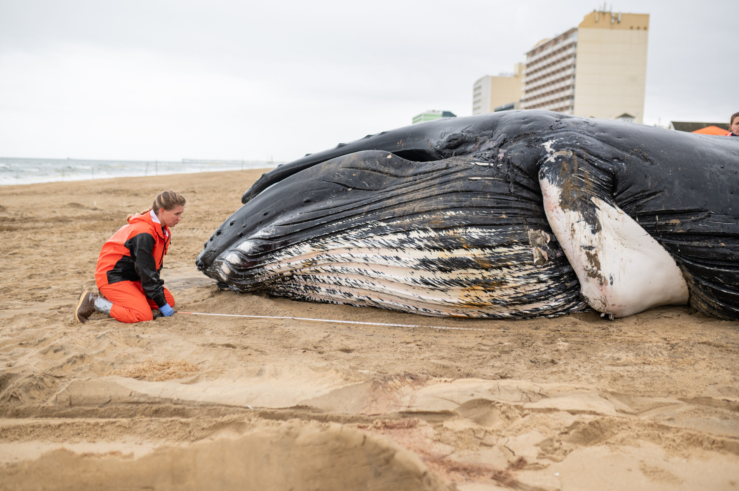 Necropsy Reveals Parallels in Virginia Beach Humpback Whale Deaths ...
