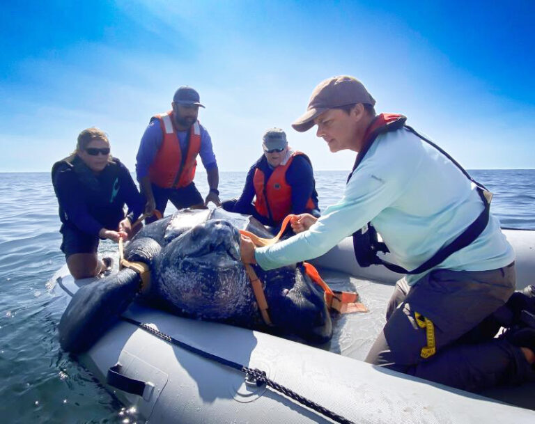 Look out for Leatherbacks: New Research Tracks Movement Through the ...