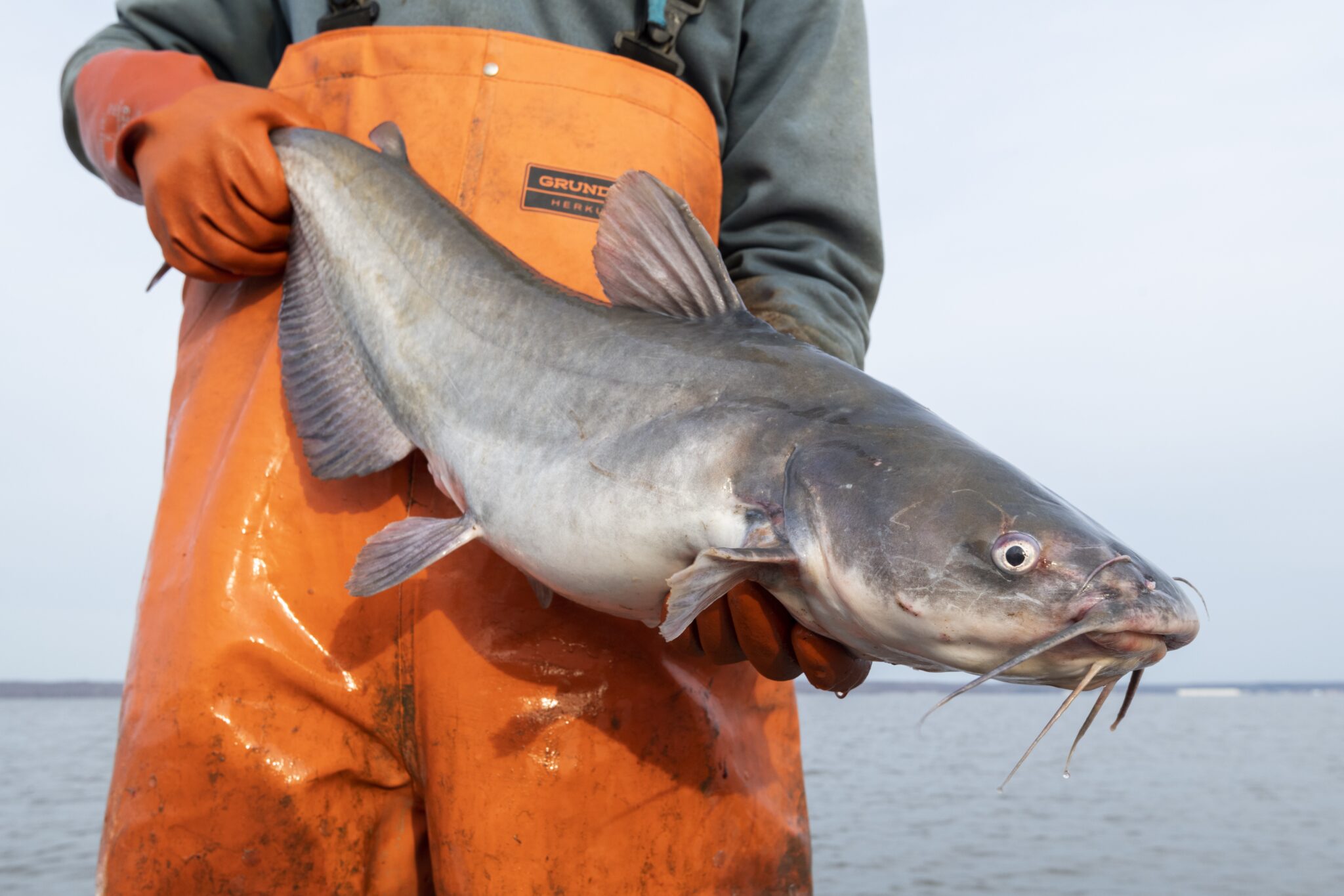 The Problem with Having the Blues: the Unwelcome Blue Catfish ...