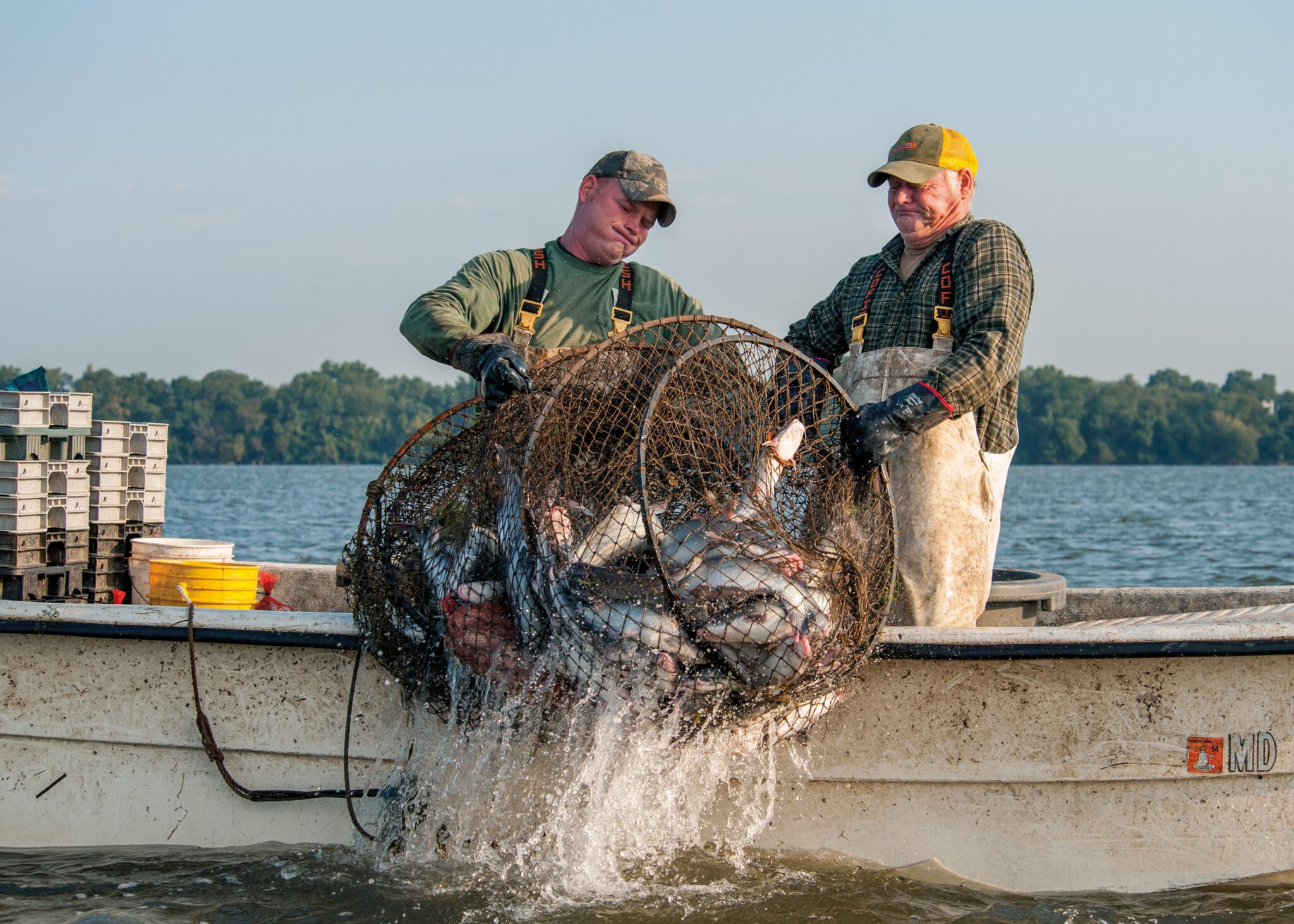 The Problem with Having the Blues: the Unwelcome Blue Catfish ...