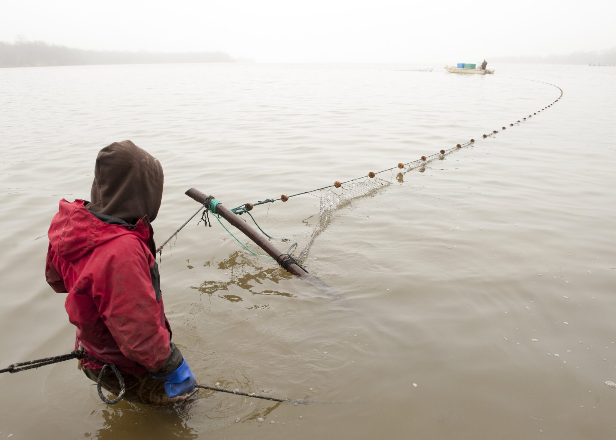 The Problem with Having the Blues: the Unwelcome Blue Catfish ...