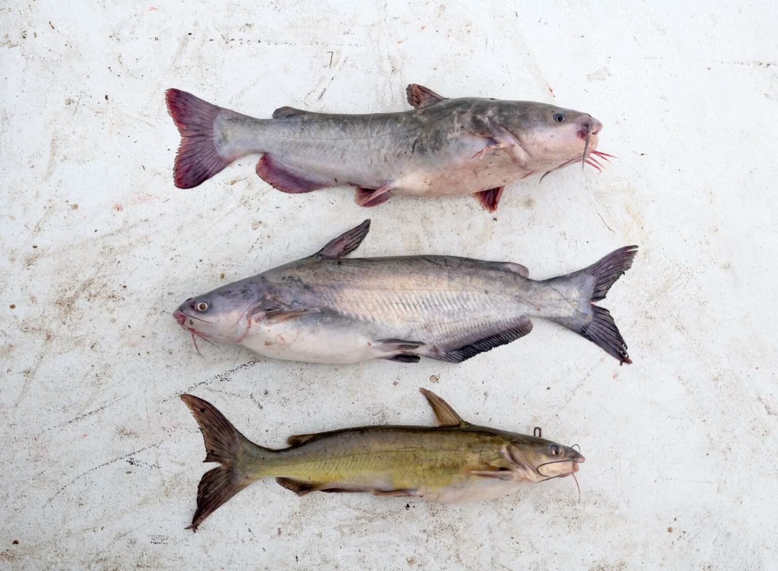 The Problem with Having the Blues: the Unwelcome Blue Catfish ...