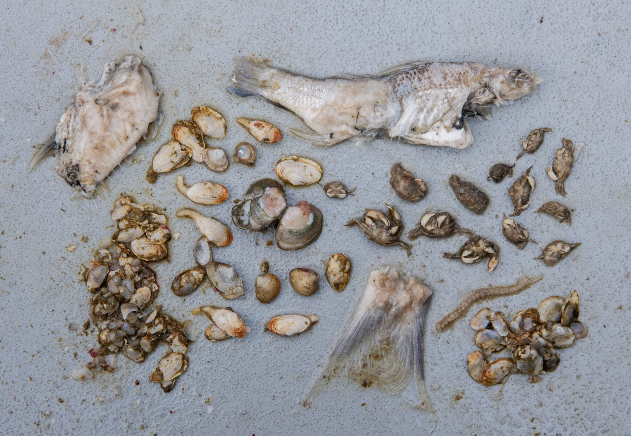 The Problem with Having the Blues: the Unwelcome Blue Catfish ...