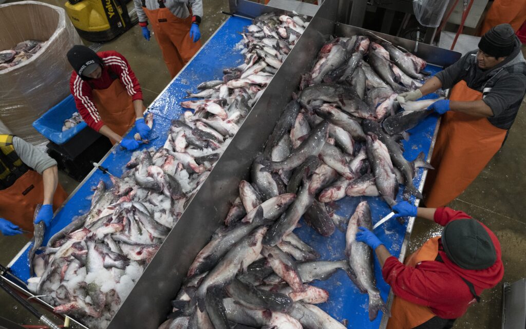 The Problem with Having the Blues: the Unwelcome Blue Catfish ...