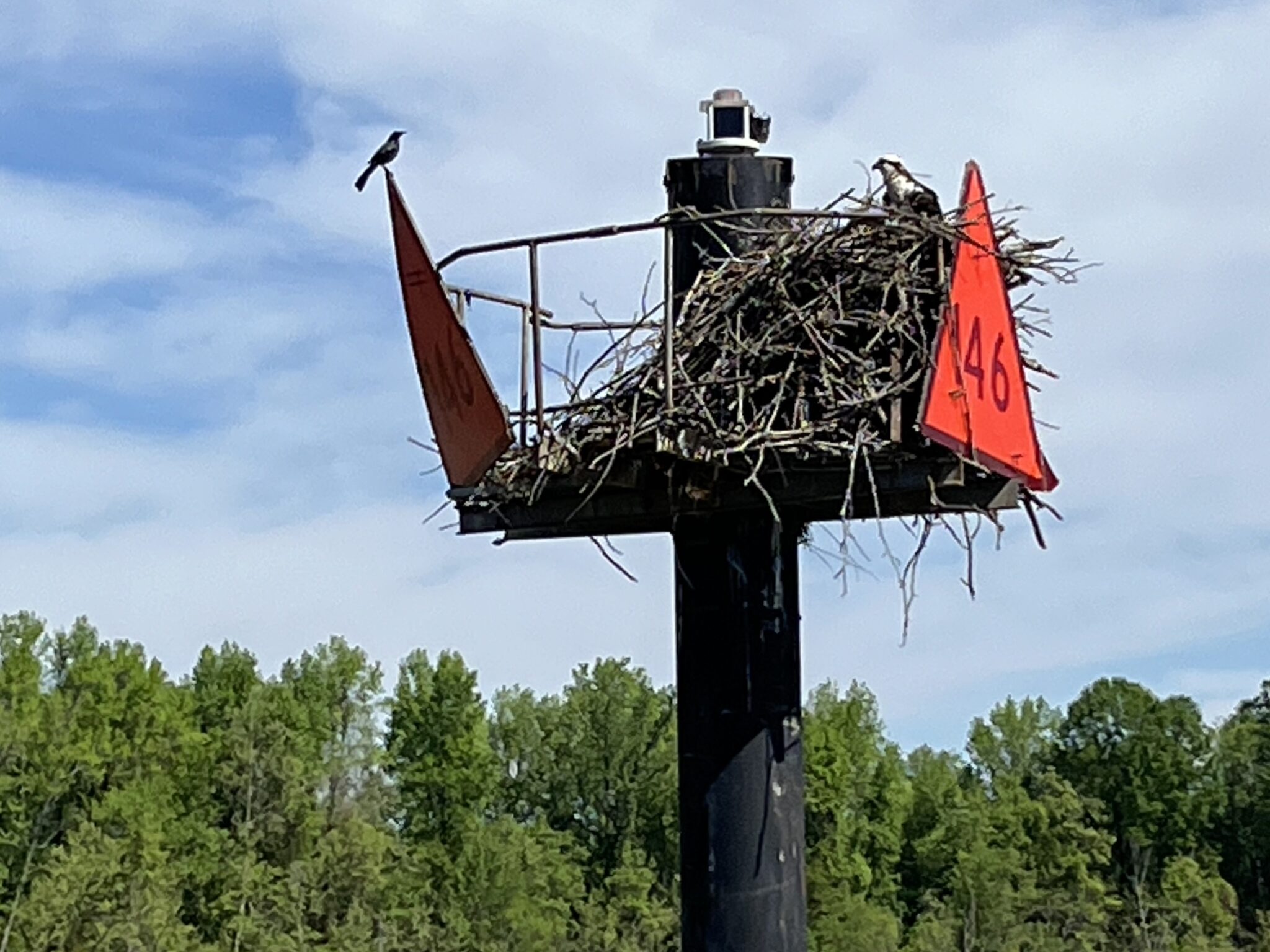 Become an Osprey Nest Watcher in the Name of Science | Chesapeake Bay ...