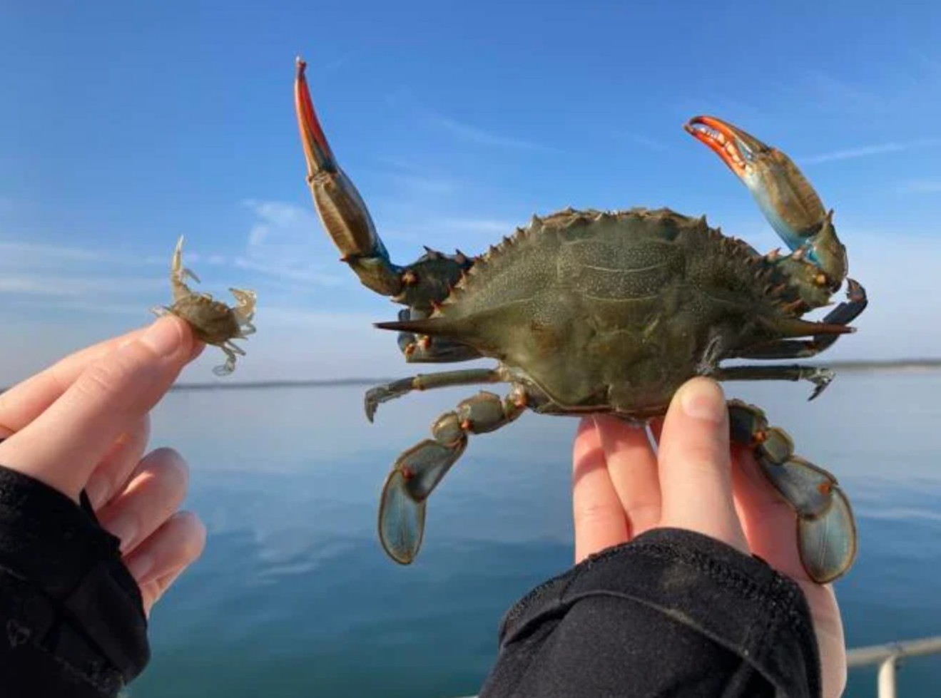 Blue Crab Numbers Down from Last Year, Multi-Year Analysis to Begin ...