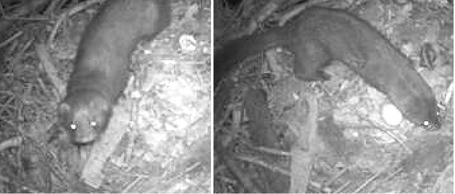 VA Osprey Researchers Find Unexpected Nest Robber While Investigating ...