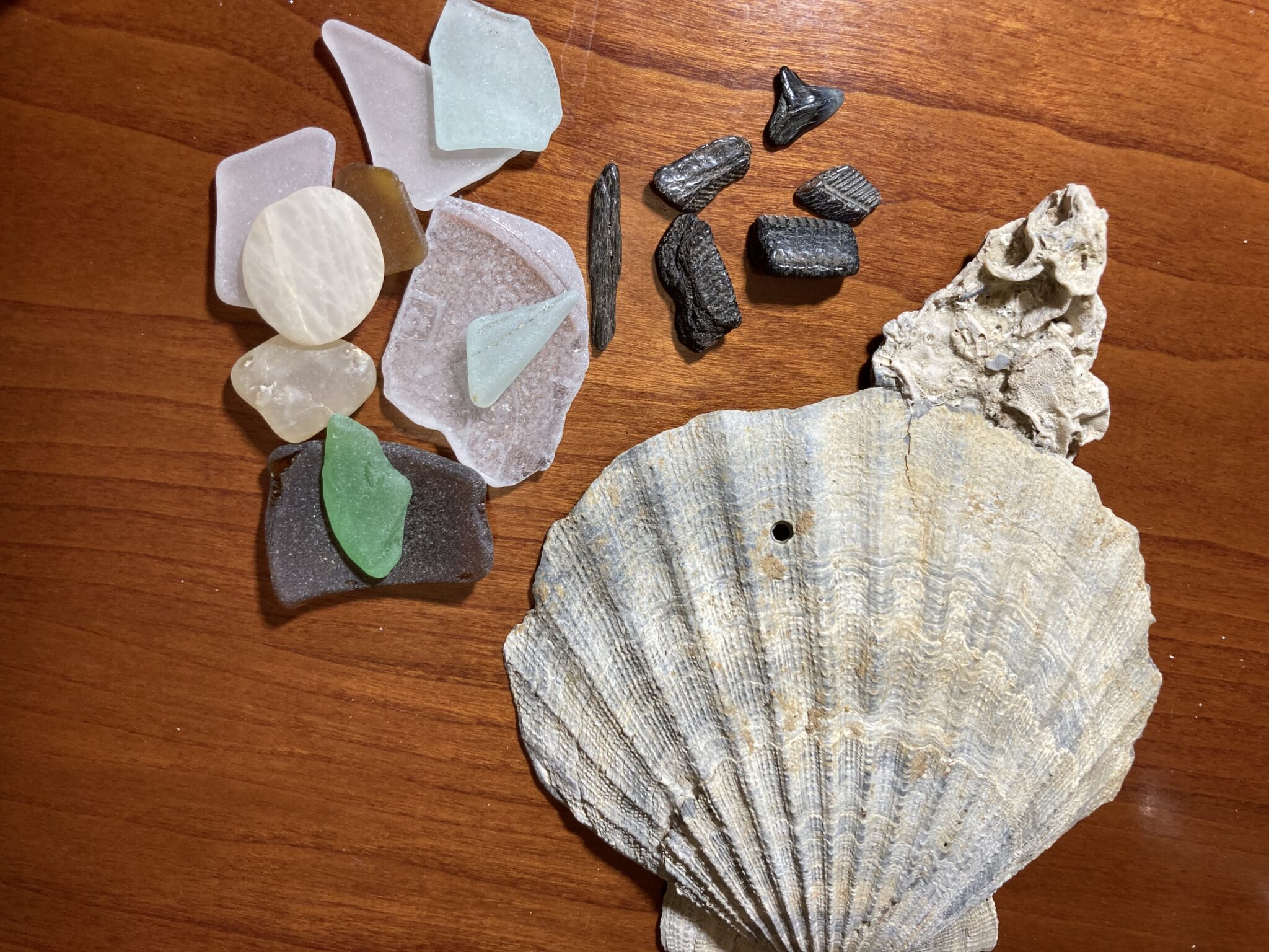 Treasures Carried on the Tide: The Subtle Art of Beachcombing ...