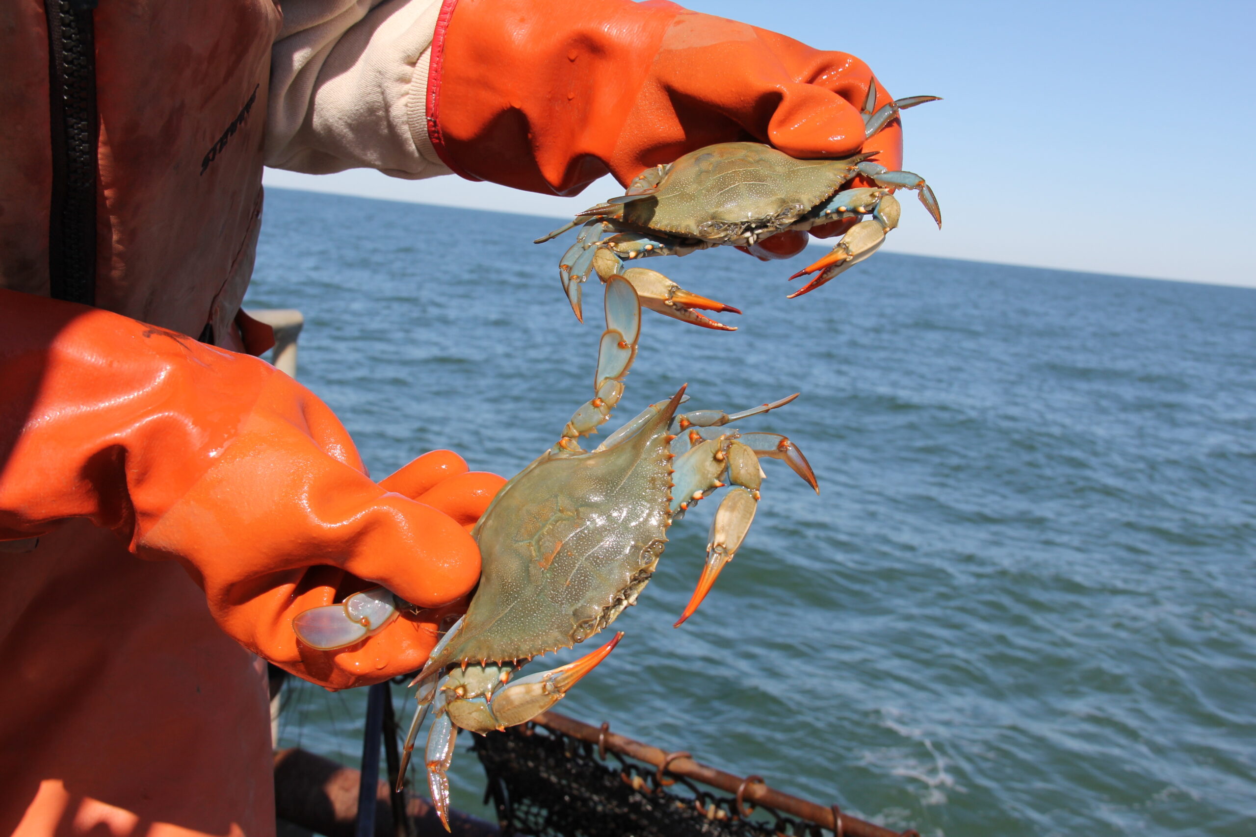 VA Lifts Ban on Winter Crab Harvest, MD Condemns Decision | Chesapeake ...