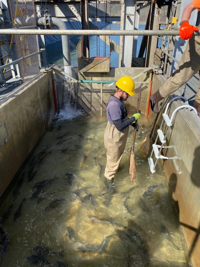 Thousands of Snakeheads & Other Invasives Intercepted by Conowingo Dam ...