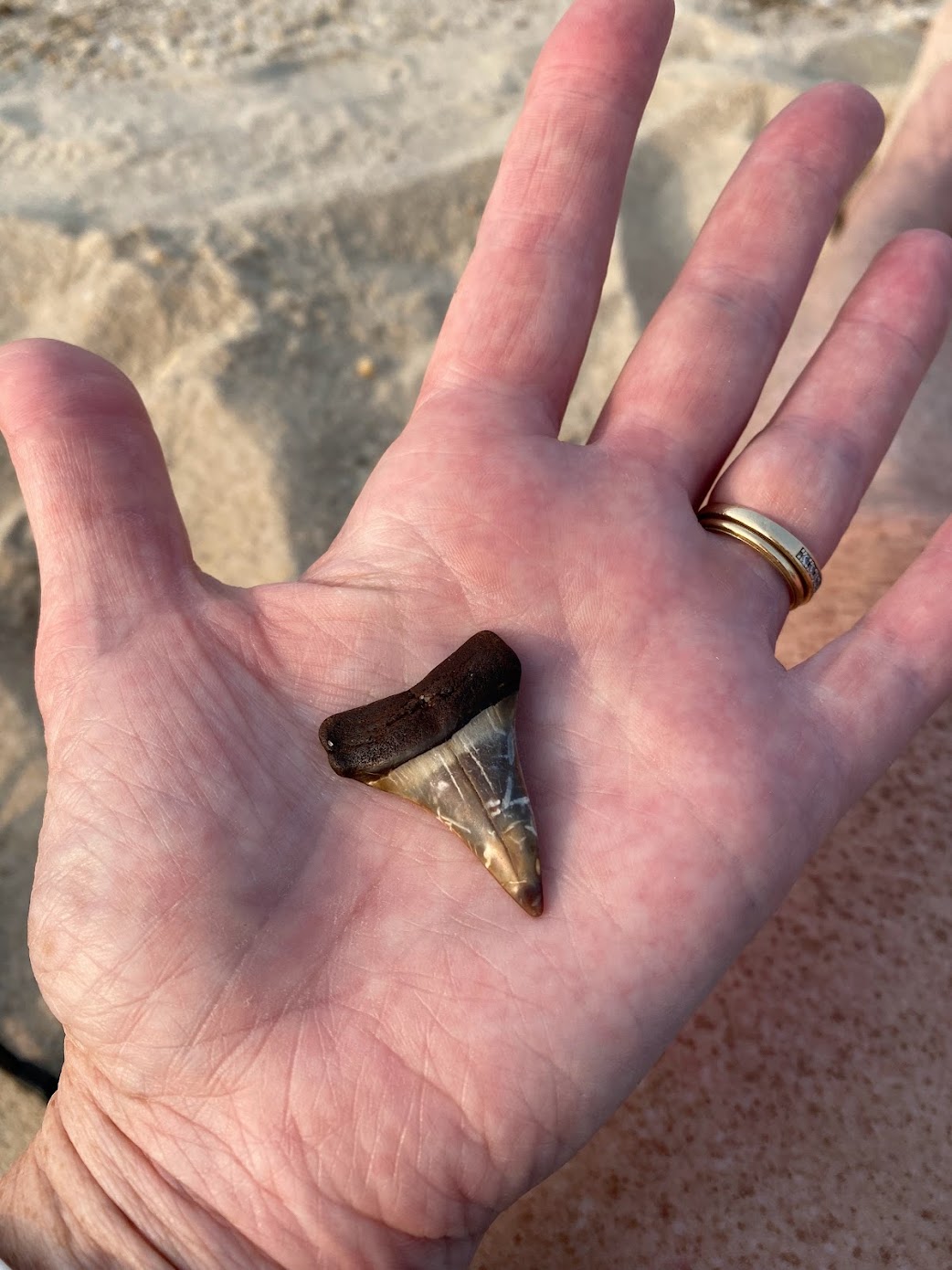 How to Explore the Disappearing Shark Tooth Island | Chesapeake Bay ...