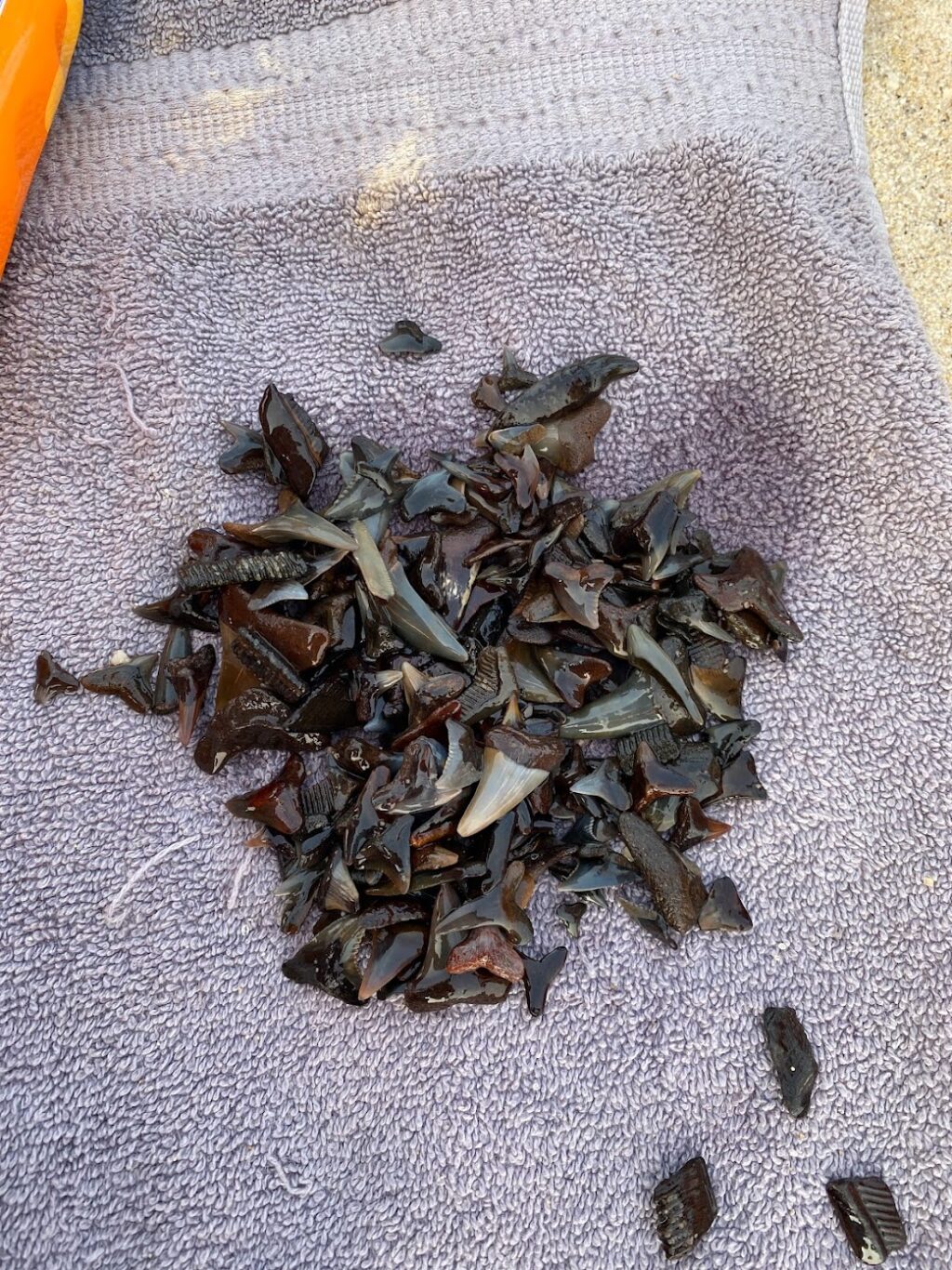 How to Explore the Disappearing Shark Tooth Island | Chesapeake Bay ...