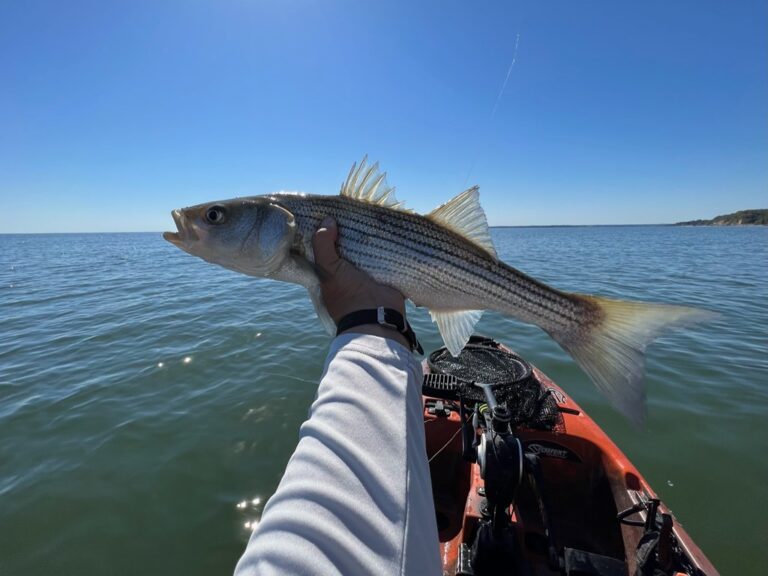 MD Rockfish Season on Hold Until August | Chesapeake Bay Magazine