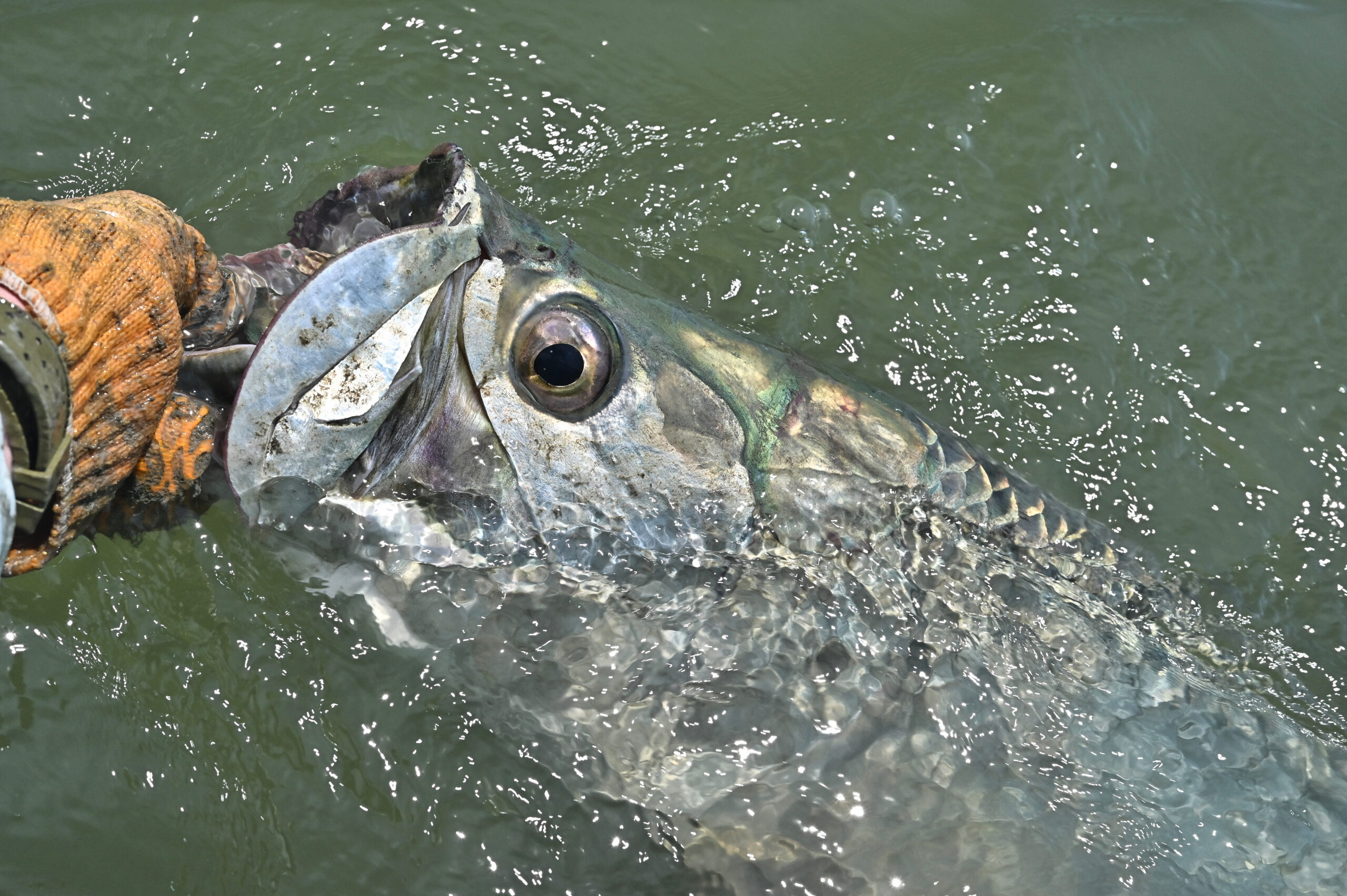 Tarpon in MD? Game Fish Caught Surprisingly Far North | Chesapeake Bay ...