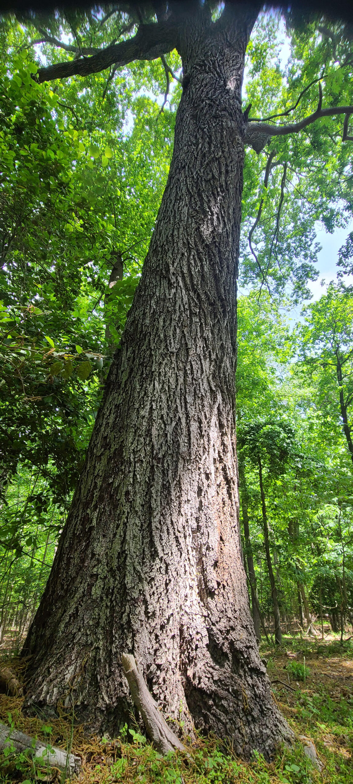 Pasadena, MD, Forest Permanently Protected, Plans for Luxury Homes ...