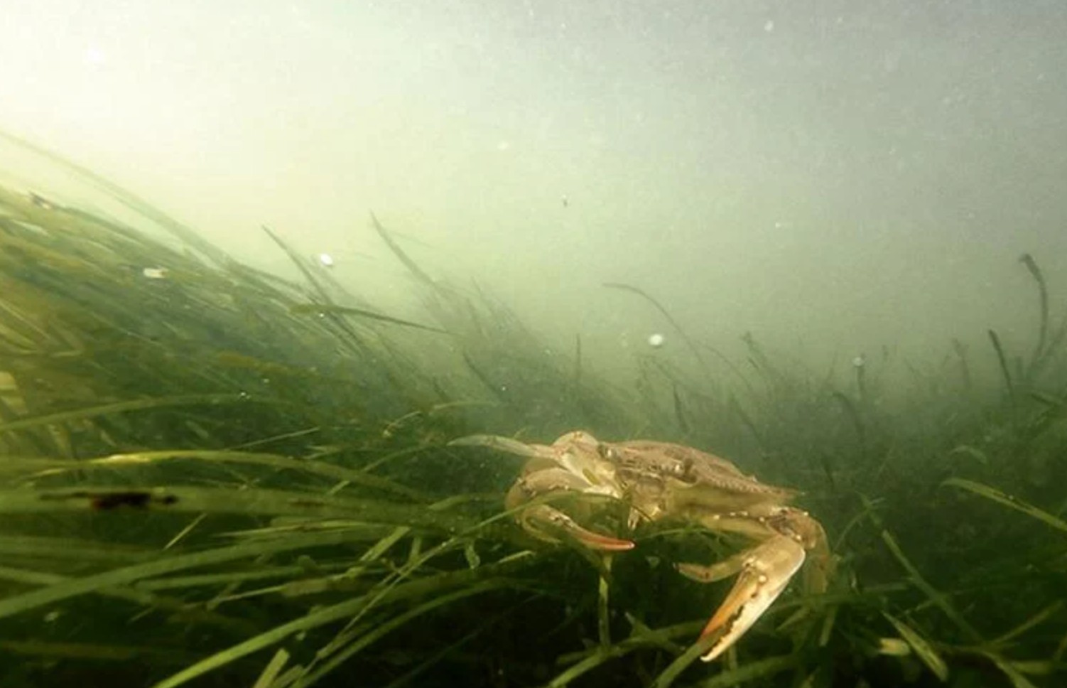 Bay's Underwater Grasses Continue Slow & Steady Comeback | Chesapeake ...
