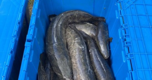 Double the Snakeheads: Study Finds Invasive Species May Spawn Twice a ...