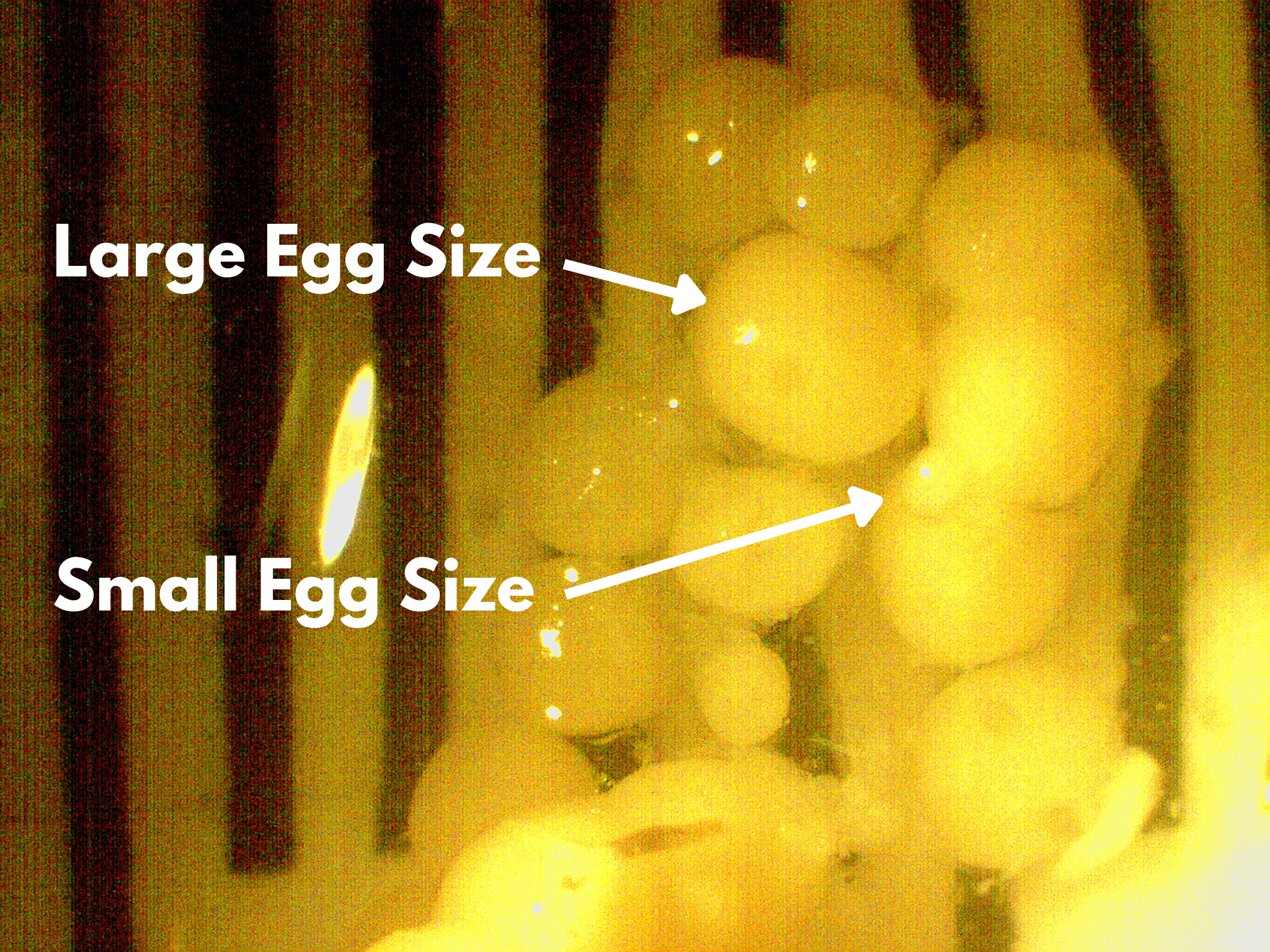 Double the Snakeheads: Study Finds Invasive Species May Spawn Twice a ...