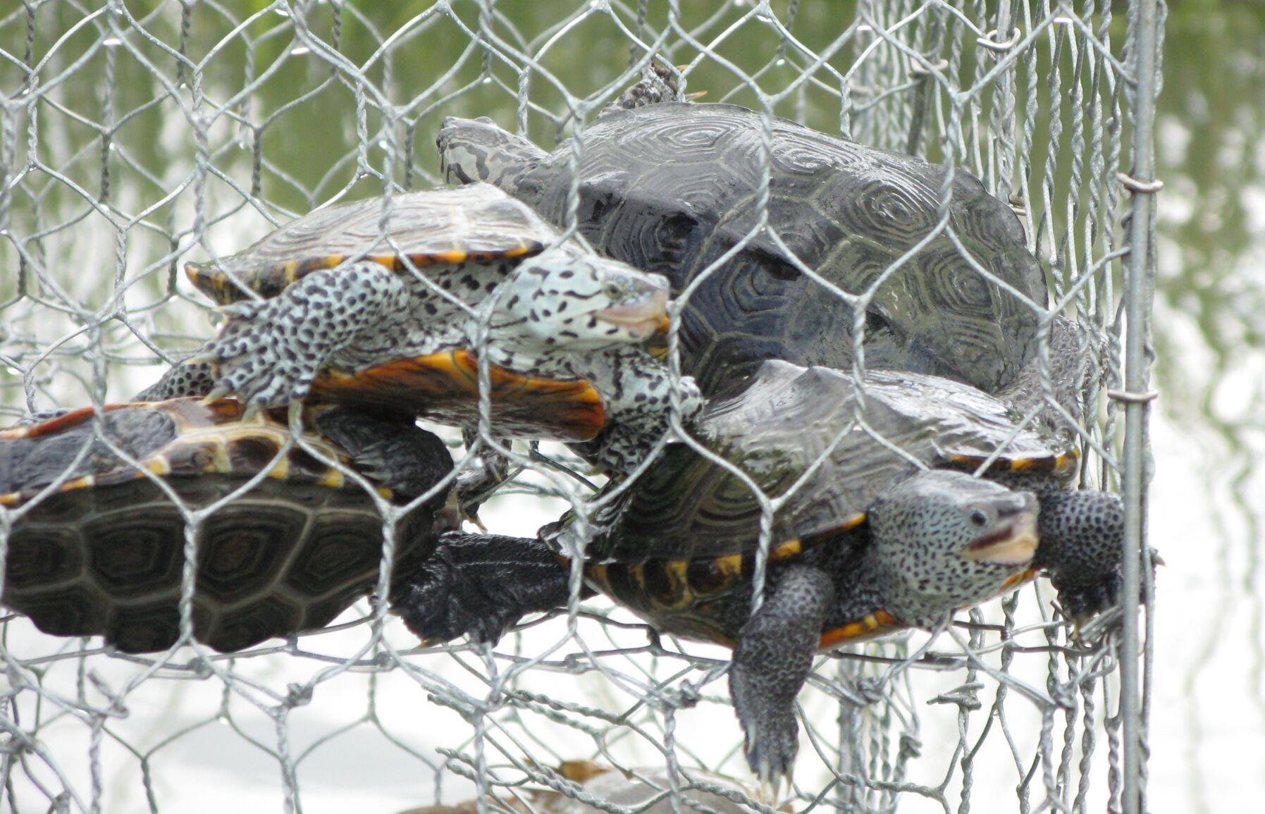 Go Terps! Push to Protect Diamondback Terrapin as Endangered Species ...