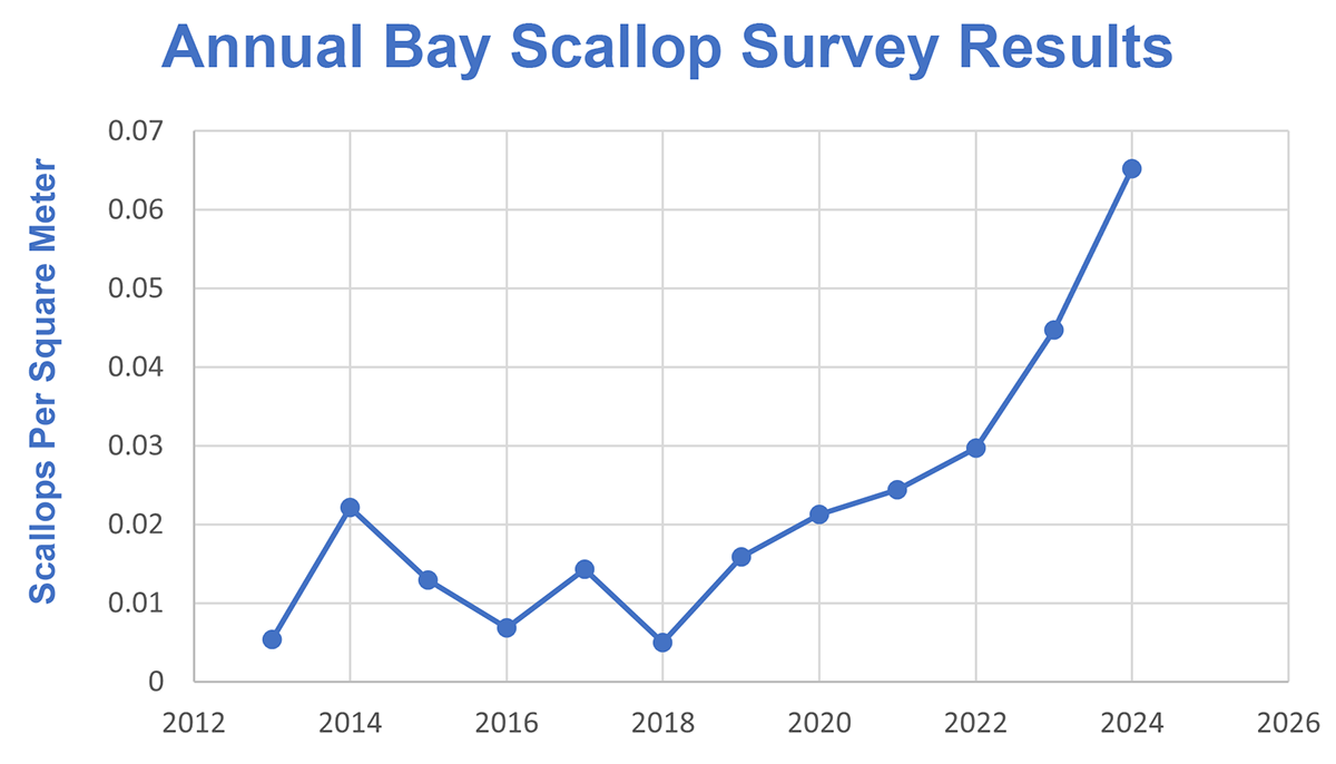 Bay Scallops Bounce Back, Approach Level Needed for Recreational ...