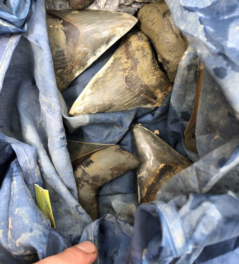 Set of Teeth from 50-Ft. Megalodon Discovered Along Calvert Cliffs to ...