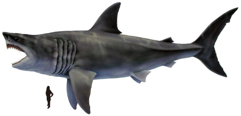 Set of Teeth from 50-Ft. Megalodon Discovered Along Calvert Cliffs to Star in New Exhibit ...