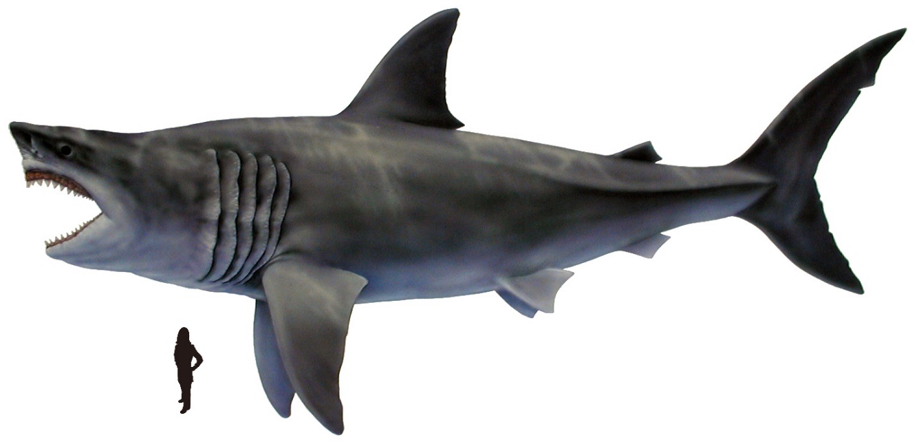 Set of Teeth from 50-Ft. Megalodon Discovered Along Calvert Cliffs to ...