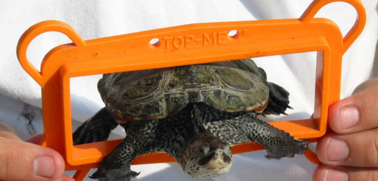 Go Terps! Push to Protect Diamondback Terrapin as Endangered Species ...