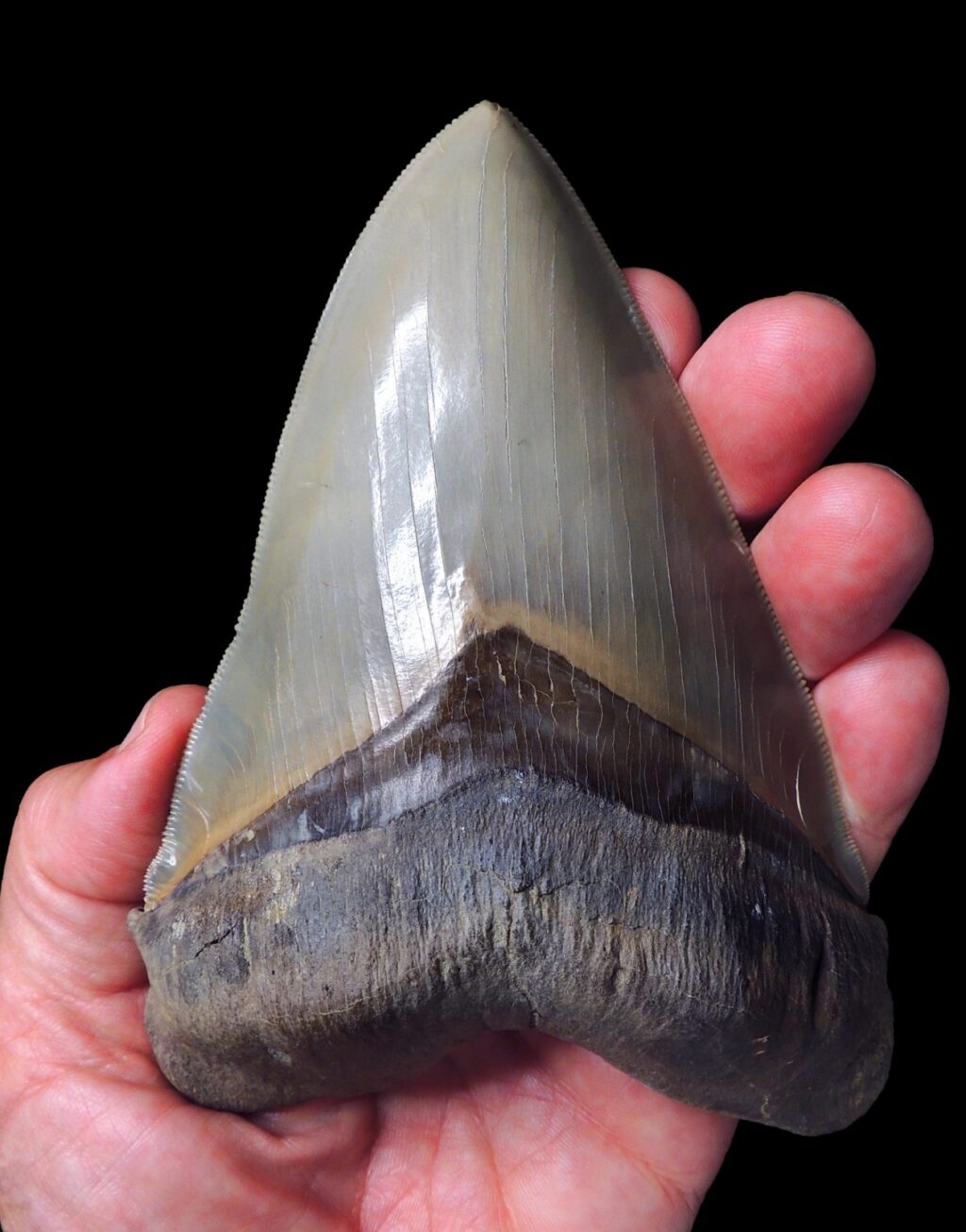 Set of Teeth from 50-Ft. Megalodon Discovered Along Calvert Cliffs to ...