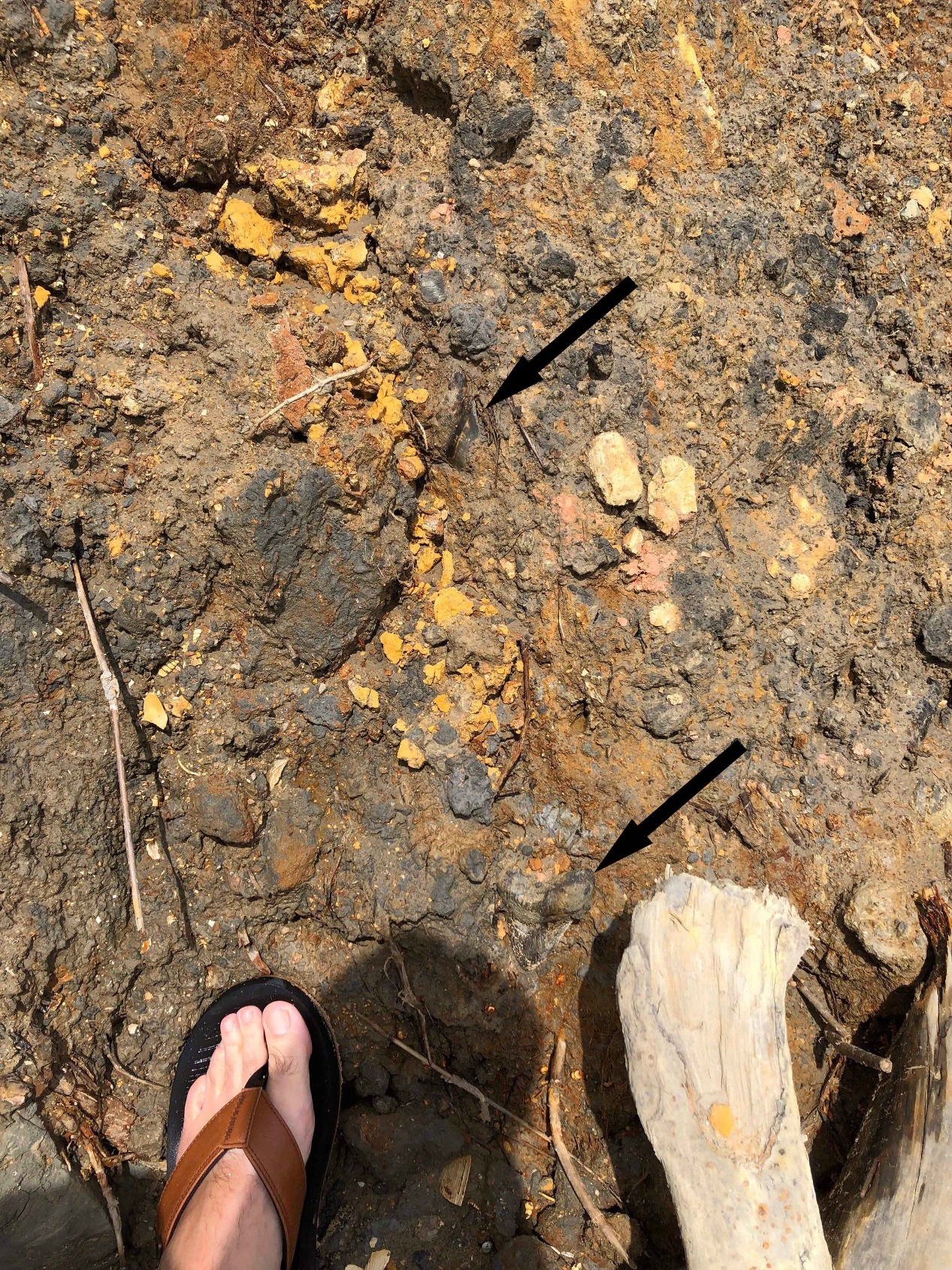 Set of Teeth from 50-Ft. Megalodon Discovered Along Calvert Cliffs to ...