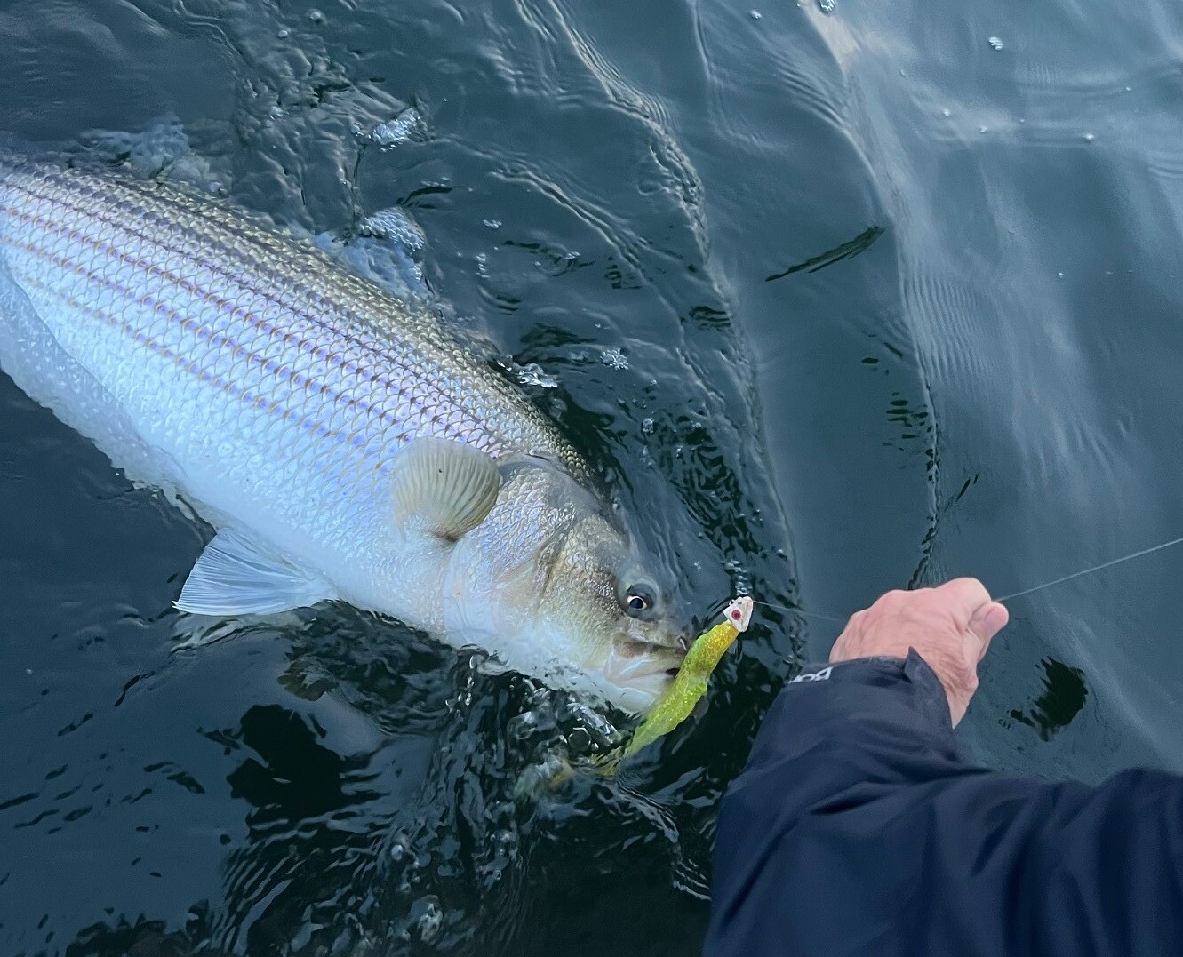 East Coast Striped Bass Managers to Consider More Rockfish Season ...