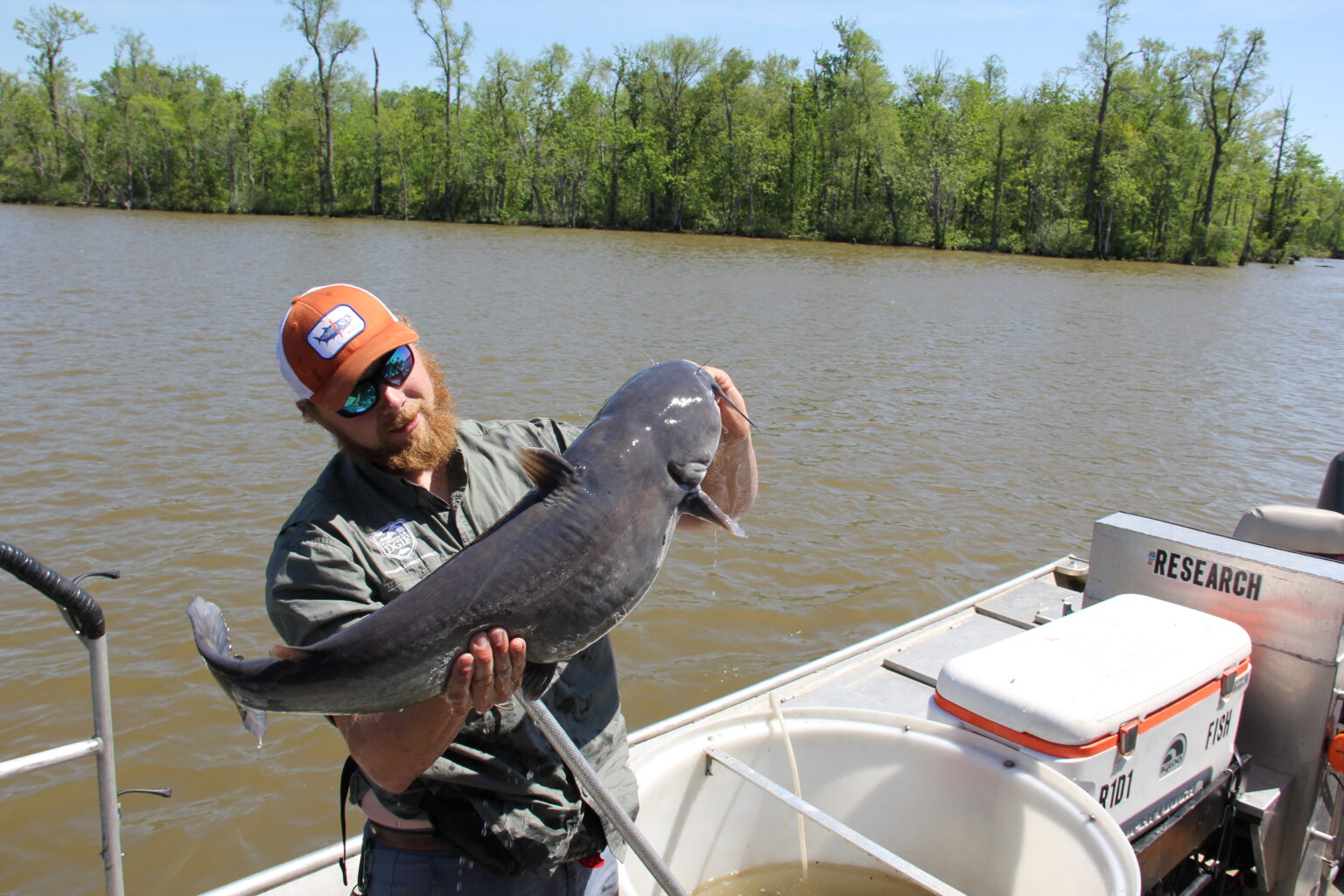 Fighting Invasive Blue Catfish: VA Bill Would Remove One-Fish Limit ...
