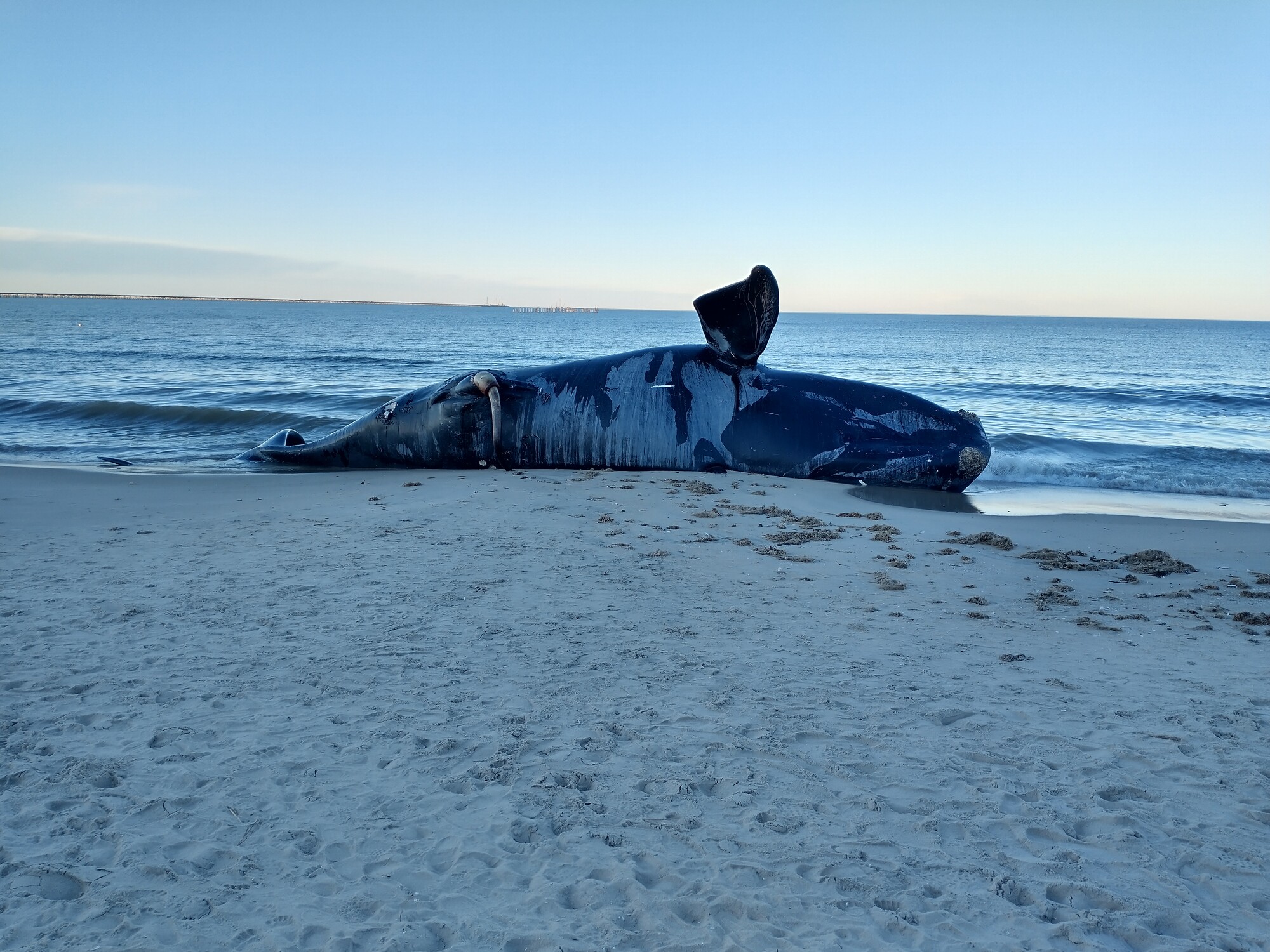 NOAA Drops Proposed Whale-Protecting Offshore Speed Limit for Smaller ...