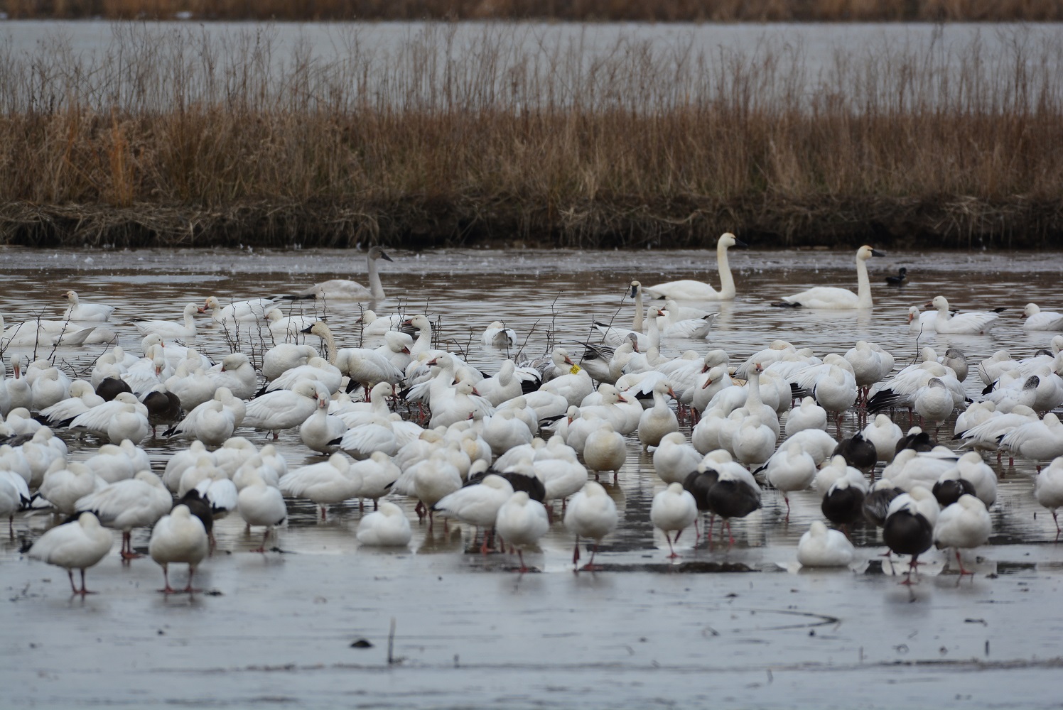 Bird Flu Found in Eastern Shore Snow Geese, Poultry Industry Concerns ...