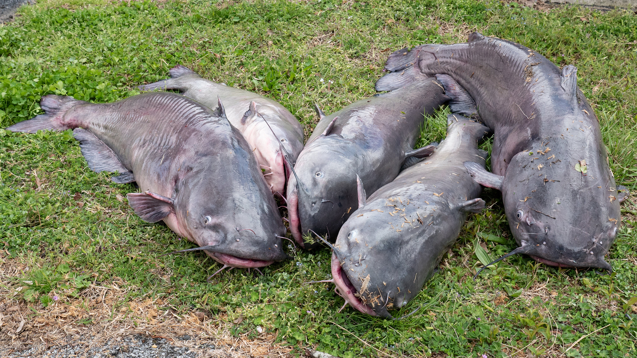 MD to Launch Blue Catfish Pilot Programs to Fight Fish's Growing ...