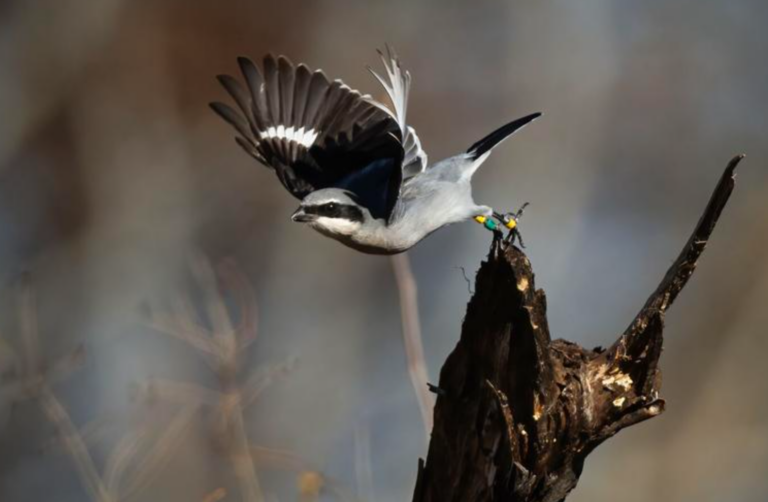 Rare, Gruesome "Butcher" Bird Returns to Chesapeake Bay from Canada ...
