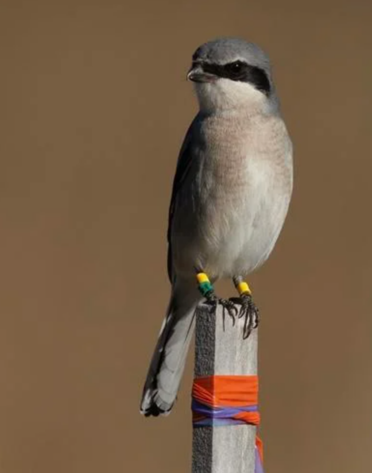 Rare, Gruesome "Butcher" Bird Returns to Chesapeake Bay from Canada ...