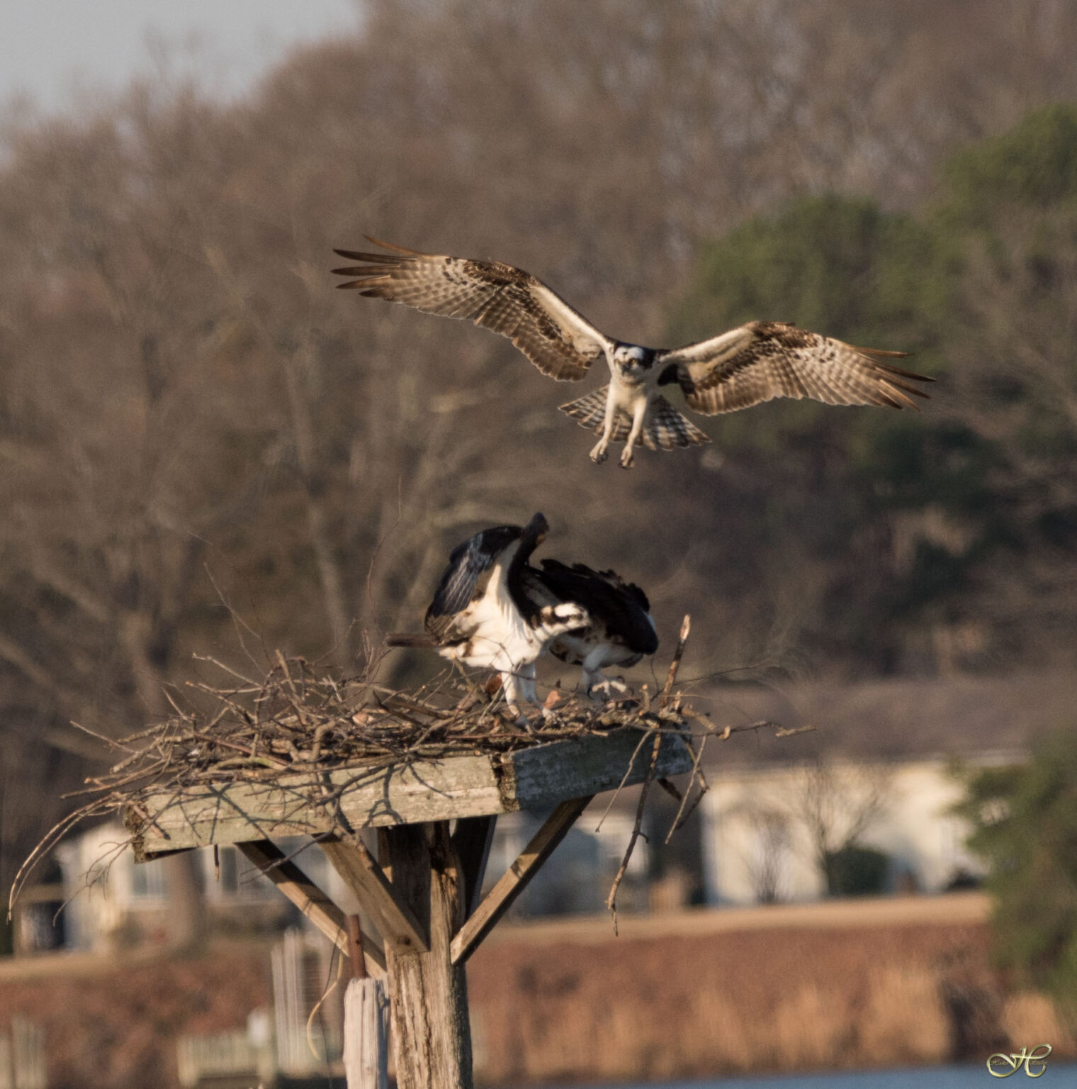 Osprey Obsession: Bay's Favorite Birds Return to Nest | Chesapeake Bay ...