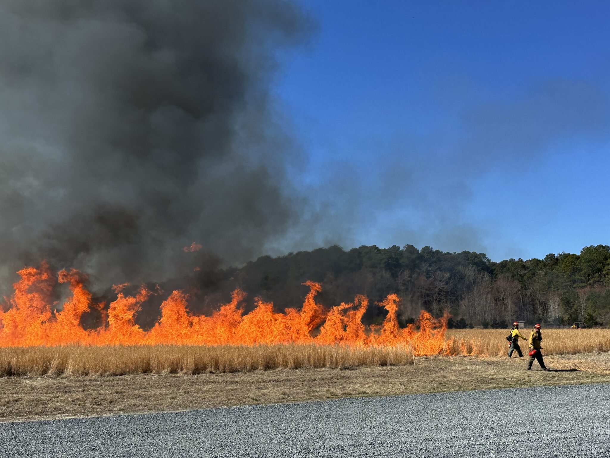 Burn It Down to Restore It: Waterfront Park to Benefit from Prescribed ...
