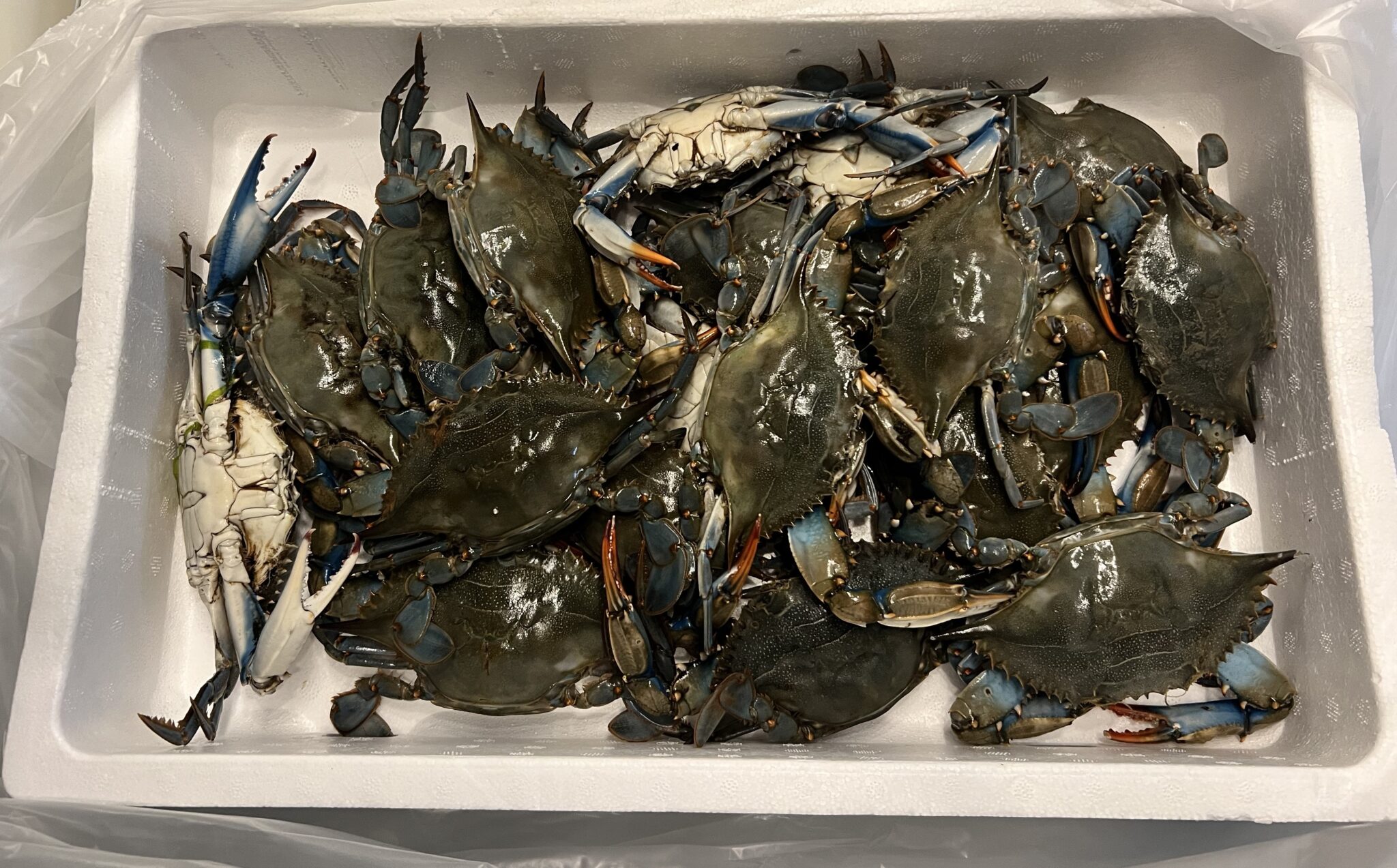 UPDATE: Italy Puts 10 Million Euros into Fighting Invasive Blue Crabs ...