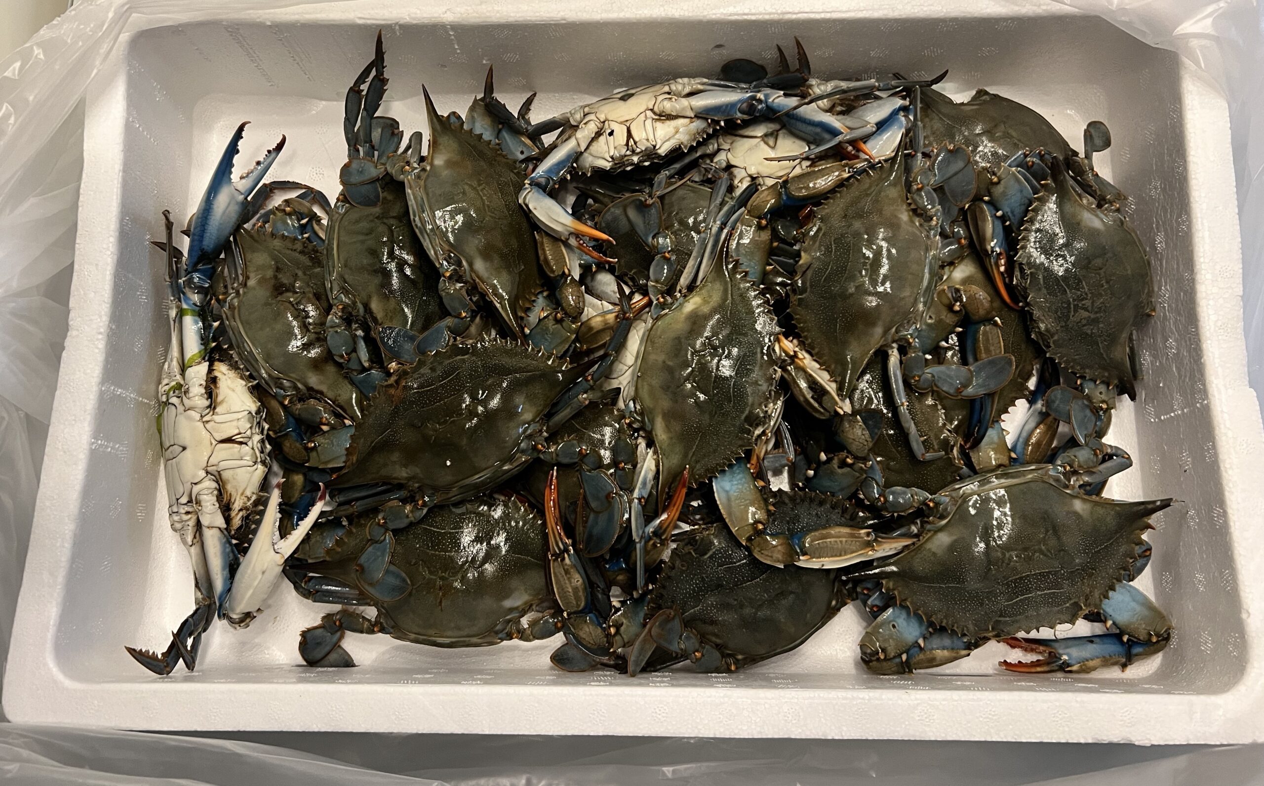 UPDATE: Italy Puts 10 Million Euros into Fighting Invasive Blue Crabs ...