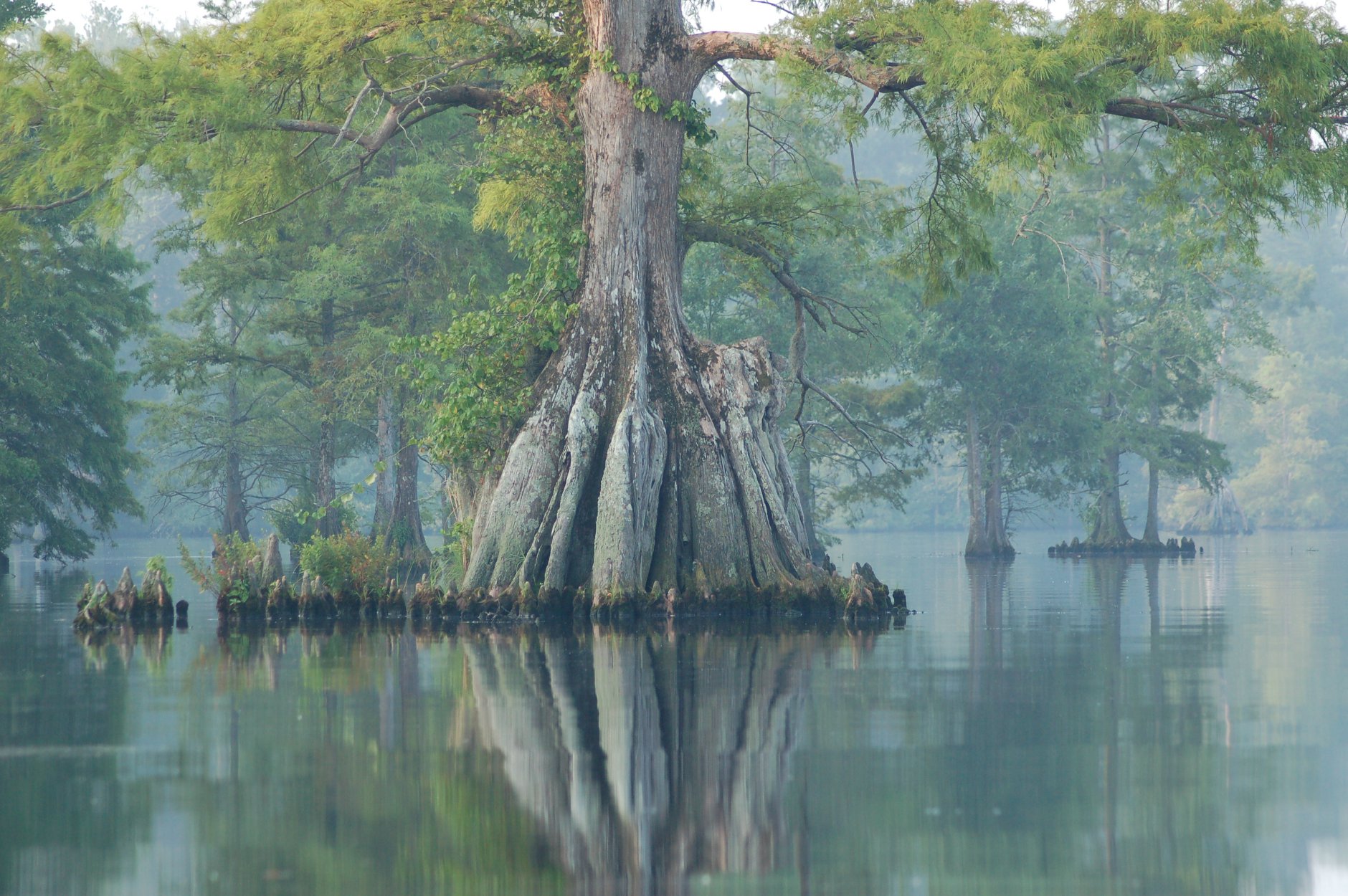 Great Dismal Swamp Could Become Virginia's Next National Heritage Area ...