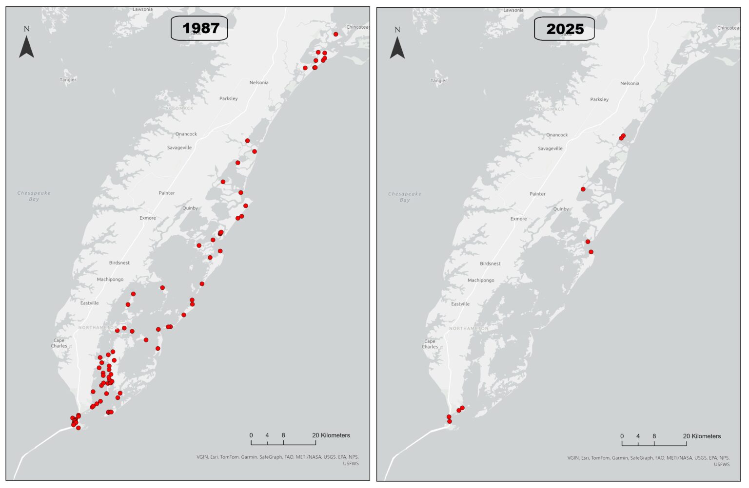 Osprey Pairs Down to Single Digits on Ocean Side of ESVA | Chesapeake ...