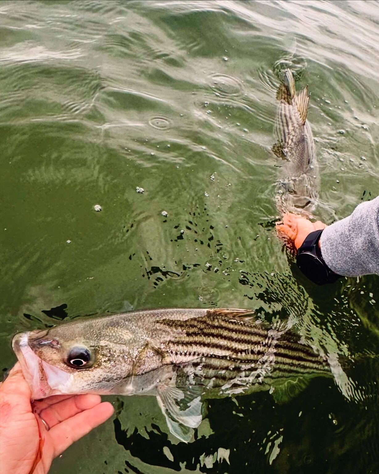 Booking a Fishing Charter? Consider a Fishing Guide for the Full Bay ...