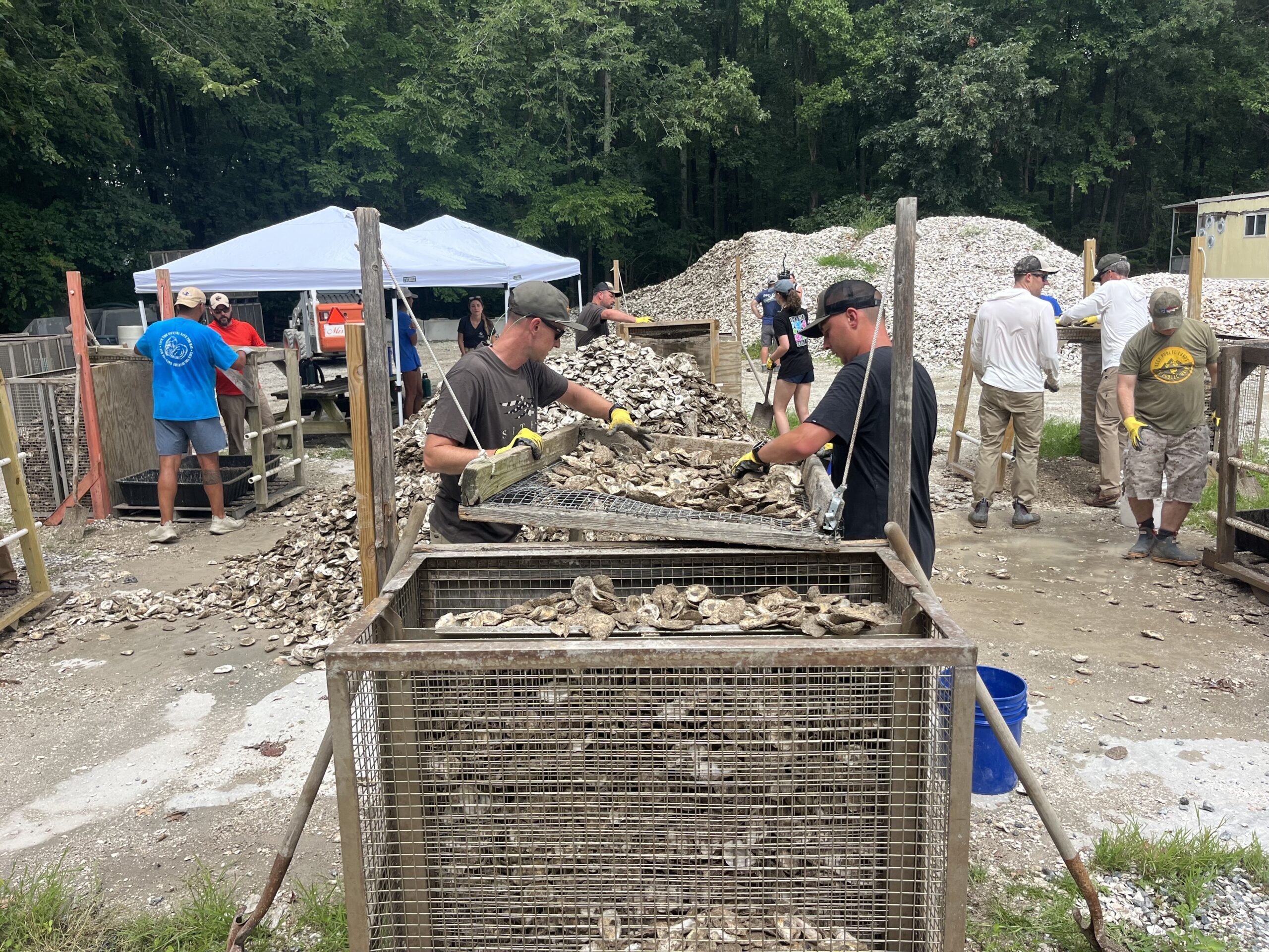 Veterans, Active Military Members Lend Manpower to Oyster Recycling ...