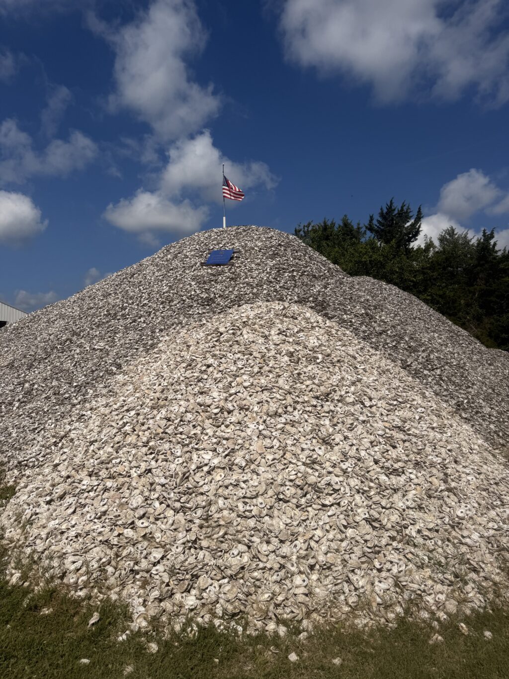 Oyster Planting Crusaders Work Hand-in-Hand with Hatchery to Finish ...