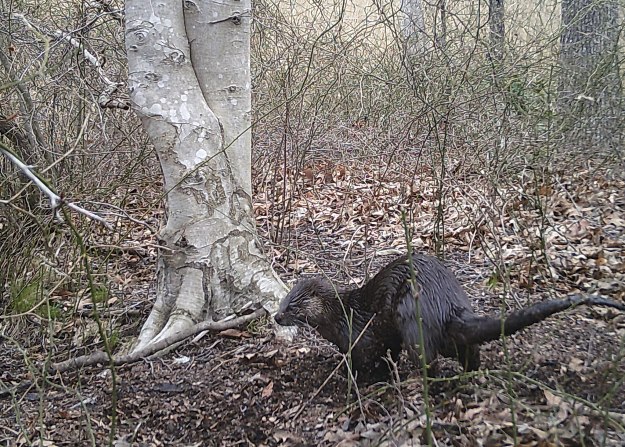 First-of-its-Kind River Otter Study Reveals Bay Habitat Health ...